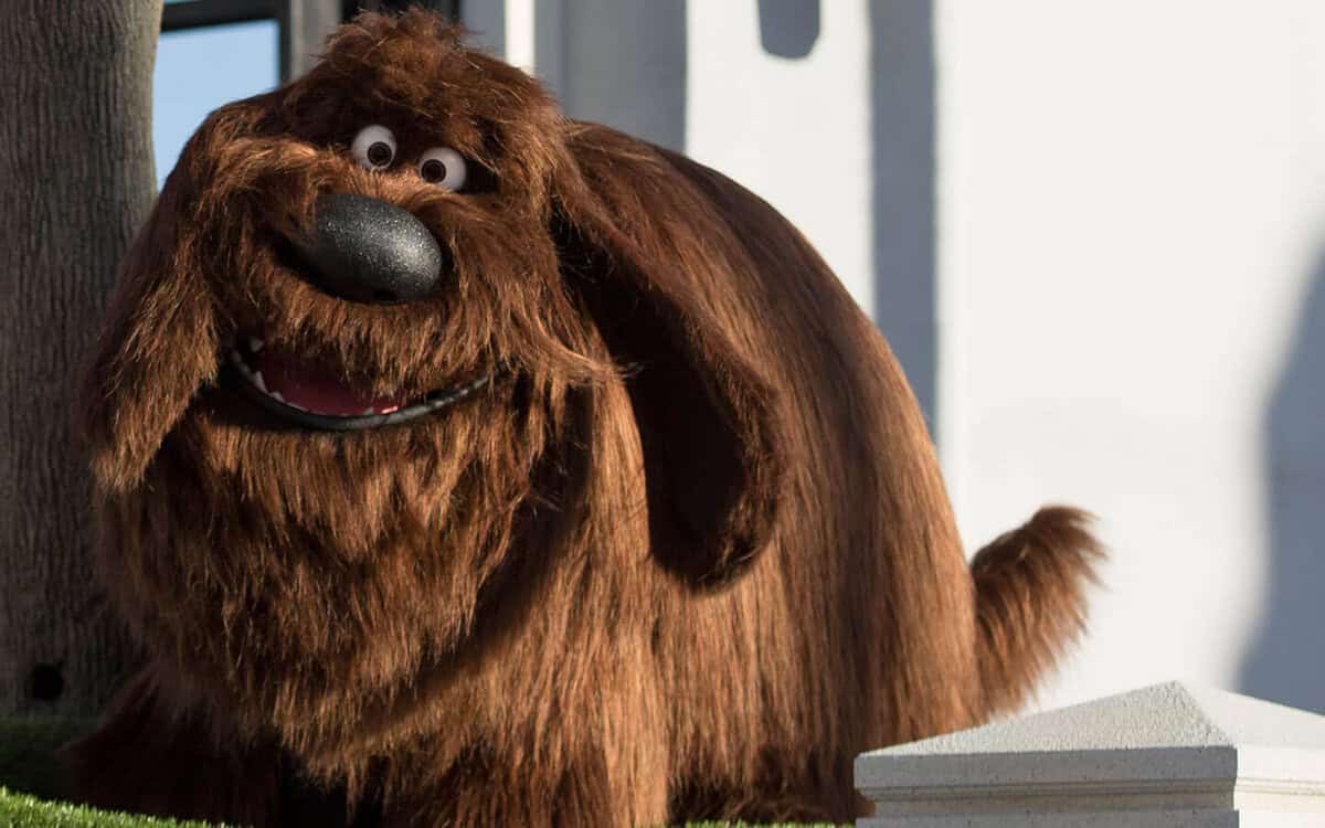 PHOTOS: "The Secret Life of Pets" joins the Superstar Parade at ...