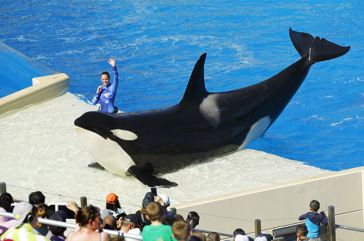 Ex SeaWorld Dolphin Trainer Speaks Out On Animal Abuse Backlash Ex SeaWorld Dolphin Trainer Speaks Out On Animal Abuse Backlash