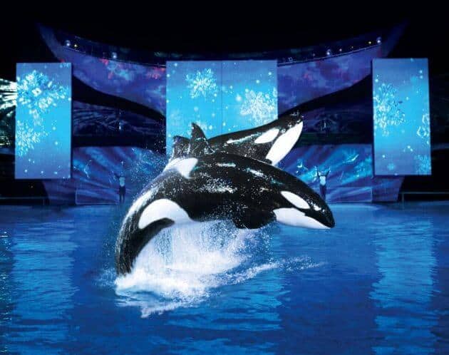 Ex-SeaWorld Dolphin Trainer Speaks Out On Animal Abuse Backlash
