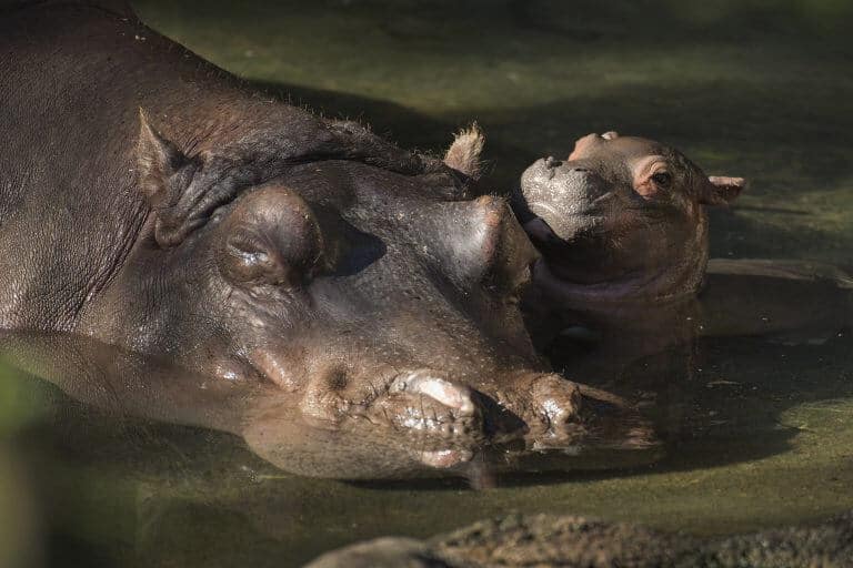Take a look at the cutest animals born at Walt Disney World this year