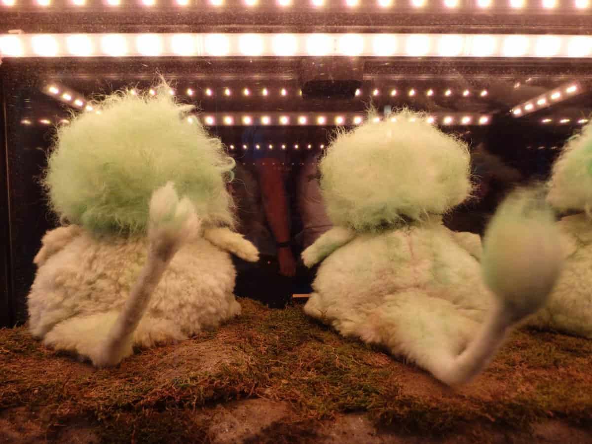 VIDEO: Adorable new Vyloo animatronic creatures arrive in Guardians of ...