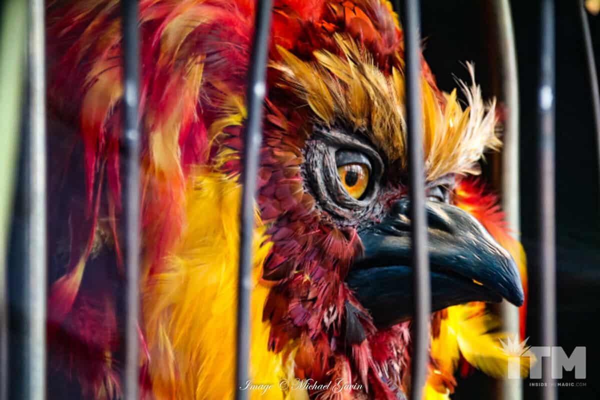 Adoptable fantastic beasts from Universal Florida's Wizarding World of ...