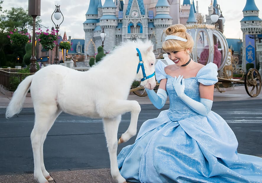Meet the newest and cutest "Cinderella Pony" at Walt Disney World ...