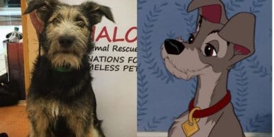 12 Best Disney Dog Names for Your New Fur Friend