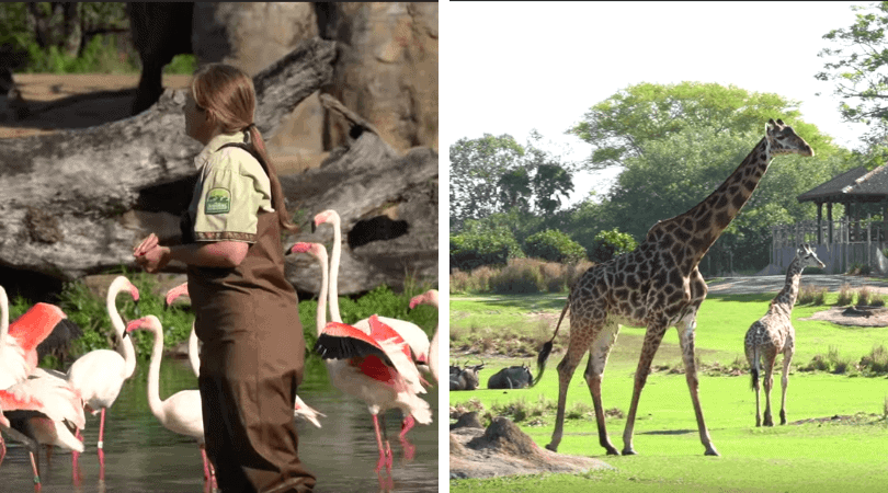 Disney Shares Update on Animal Kingdom Residents During Park Closure