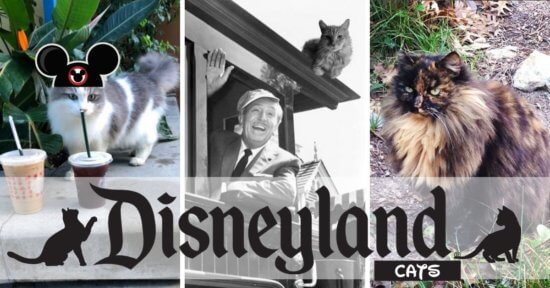 VIDEO: Relax By Playing These Peaceful Scenes From Around Disney World ...
