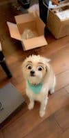 Snapchat Filter Turns Your Dogs Into Disney Characters