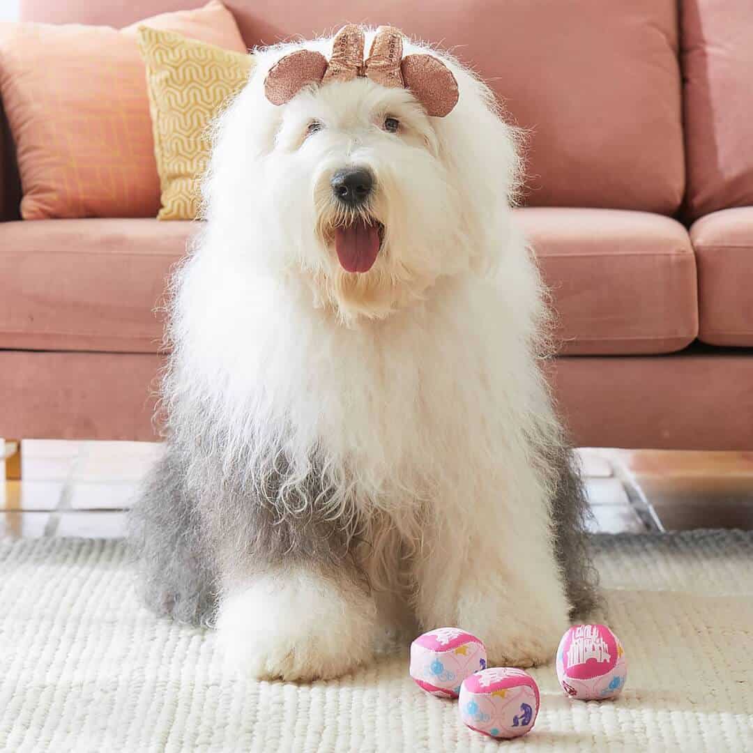 Guide to Finding the Perfect Disney Christmas Present for Your Pet!
