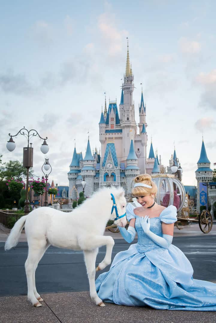 Disney Parks Adds New Addition to Cinderella’s Horse Family