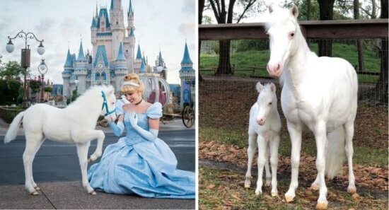 Disney Parks Adds New Addition to Cinderella’s Horse Family