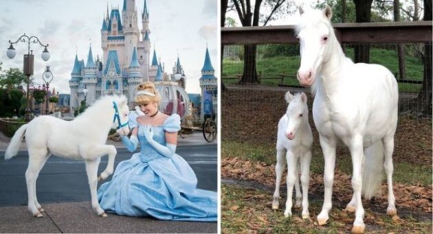 Disney Parks Adds New Addition to Cinderella’s Horse Family