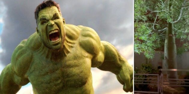 Disney Has an Incredible Hulk Tree Exposed to Gamma Radiation