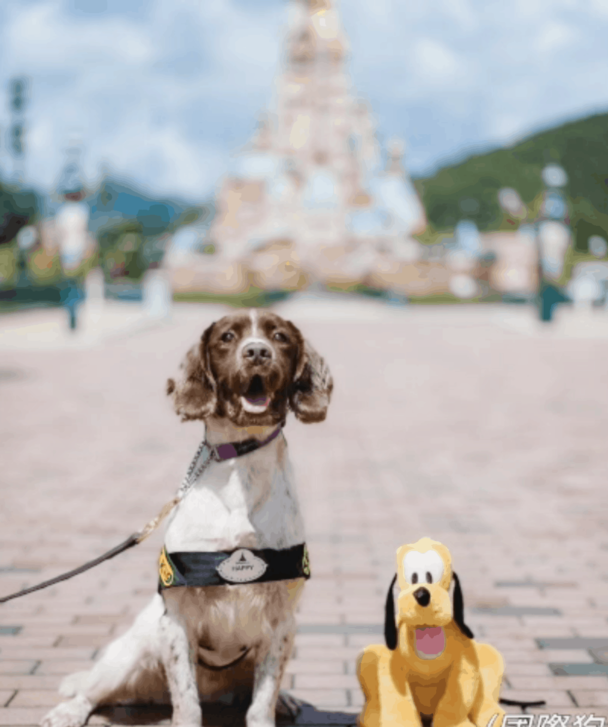 Adorable Security Dog Goes on Hunt For Pluto at Disney Park