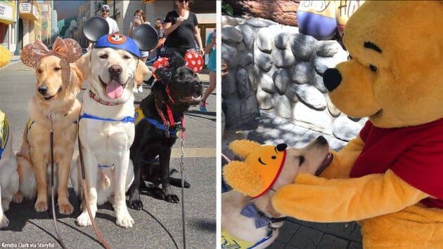 Video Steals Viewers' Hearts as Costumed Service Dog Visits Disneyland