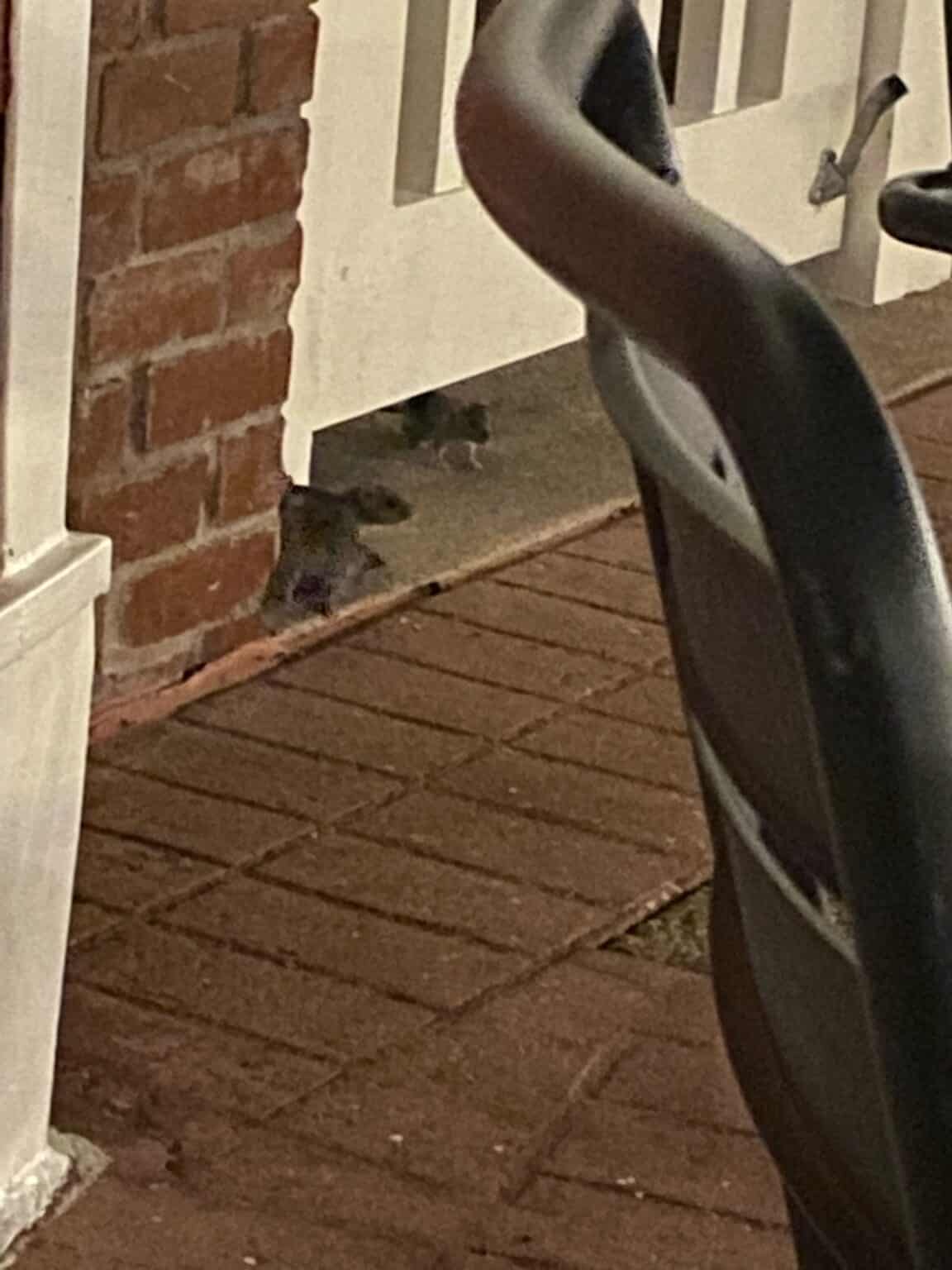 Multiple Rats On the Loose at Disney World as They Scurry Past Guests