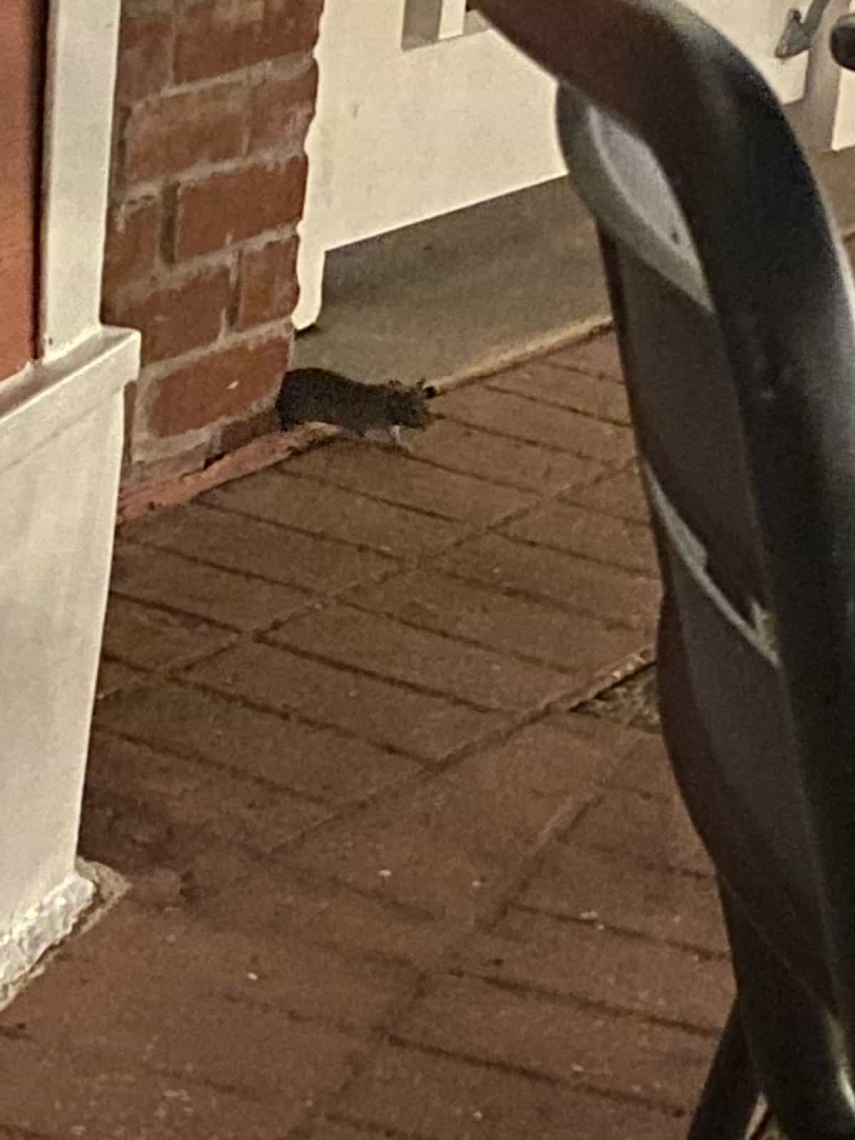 Multiple Rats On the Loose at Disney World as They Scurry Past Guests