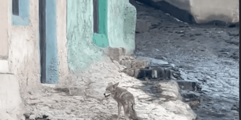Injured Coyote Wanders Into Universal Studios, Just Feet From Guests