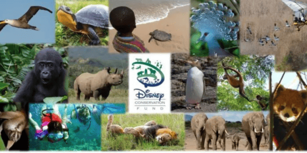 A survey of the Walt Disney Company's Developmental History and major ...