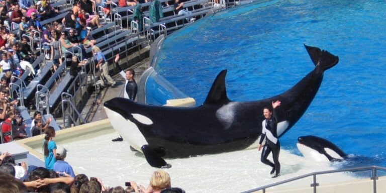 Mass Damage Allegations: SeaWorld Set To Be Sued, Update Given