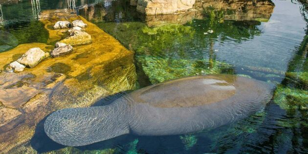 DeSantis Announces Imminent Release of Multiple SeaWorld Animals