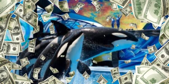 SeaWorld Offers Massive Discount for Anniversary Customers, Find Out How