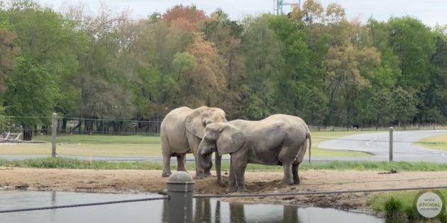 Gruesome Animal Attack Triggers Emergency Response Team at World-Class ...