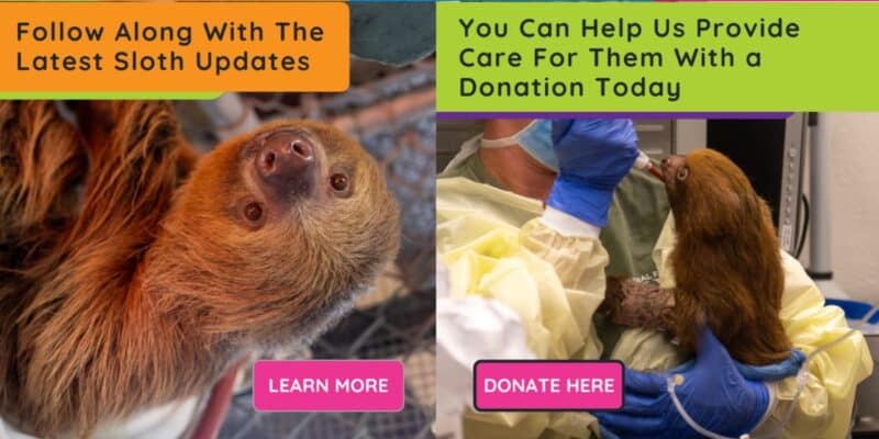 UPDATE: A Third Death Connected to Sloth World Orlando Has Now Been ...
