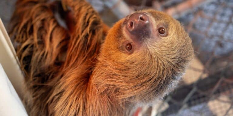 UPDATE: A Third Death Connected to Sloth World Orlando Has Now Been ...