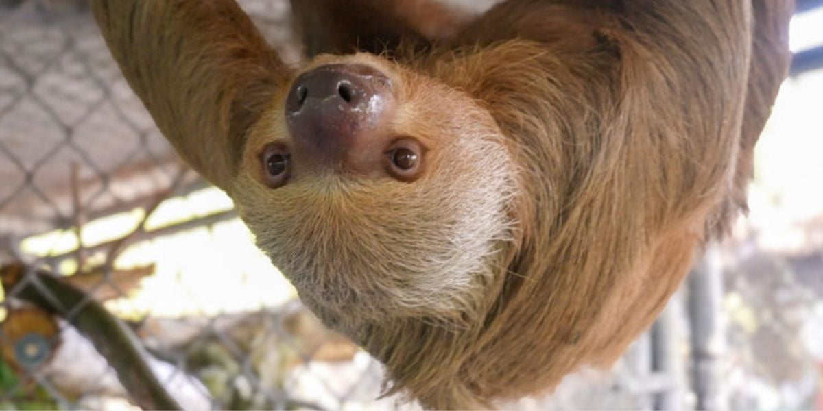 Central Florida Zoo Mourns Another Sloth Loss as Willow Passes Away ...